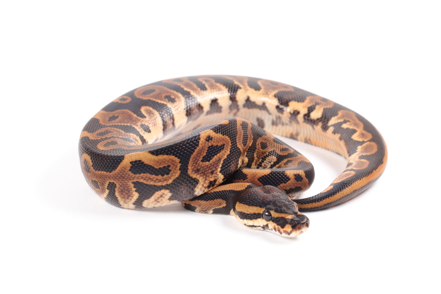Leopard Gravel Het Ultramel Ball Python by Southern Star Reptiles ...