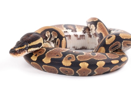 Vanilla Fire Super Spector Lesser Ball Python by Southern Star Reptiles ...