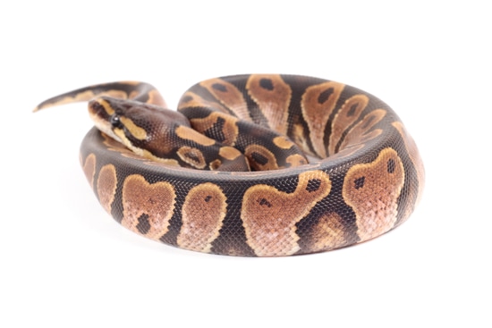 Calico Het Desert Ghost Ball Python by Southern Star Reptiles