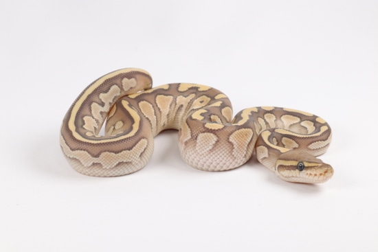 Fire Butter Hypo Ball Python by Southern Star Reptiles