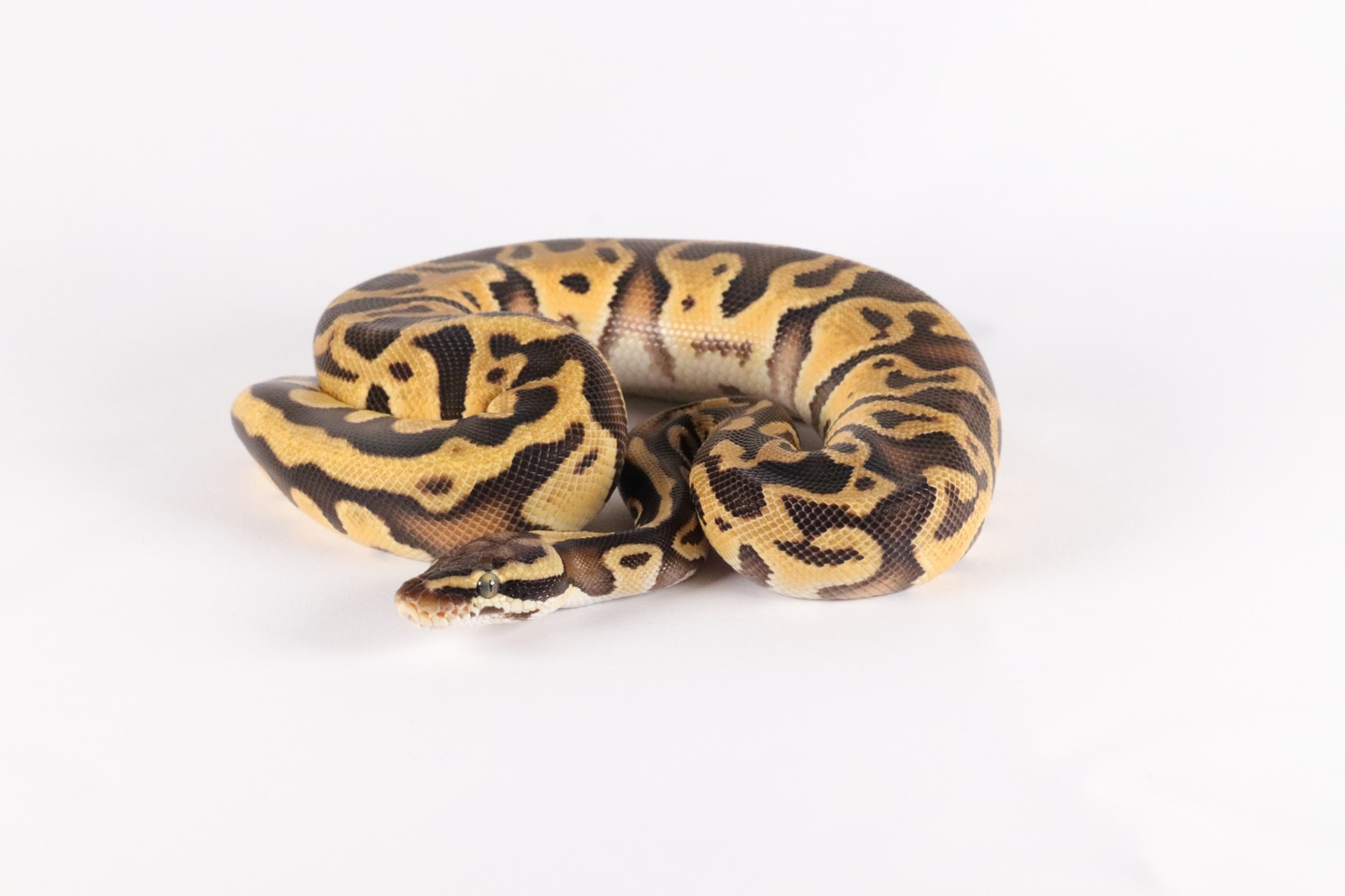 Cypress Enchi Leopard Ball Python by Southern Star Reptiles - MorphMarket