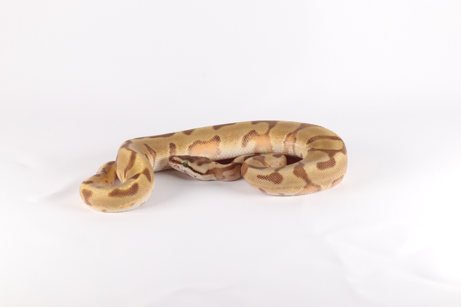Hidden Gene Woma Leopard Enchi Super OD Het Hypo Ball Python by ...