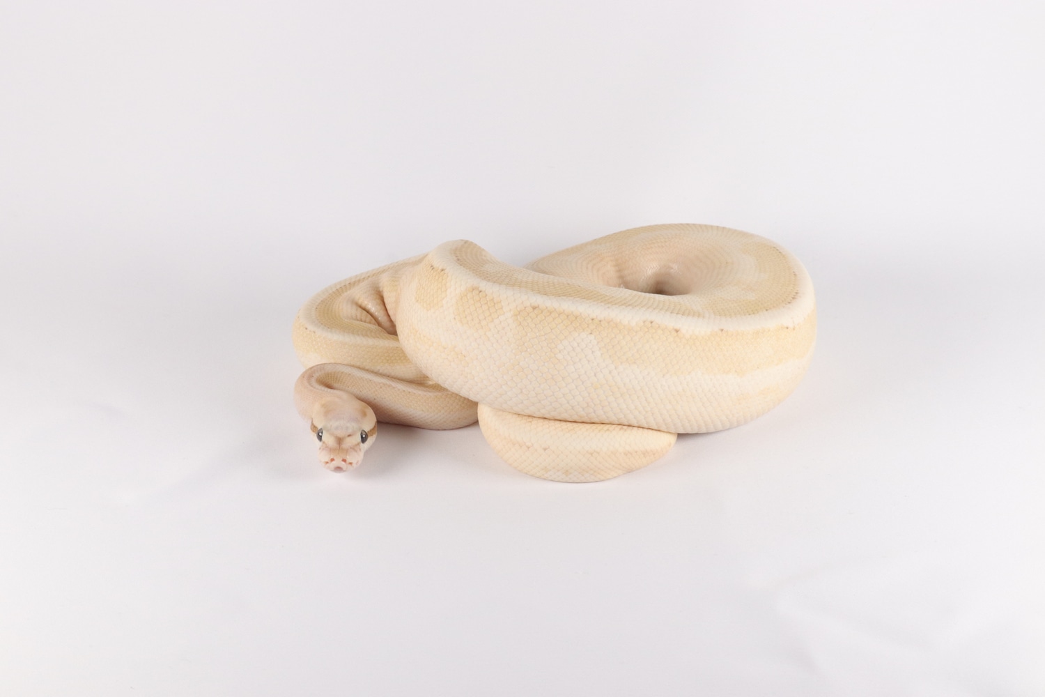Vanilla Fire Super Spector Lesser Ball Python by Southern Star Reptiles ...