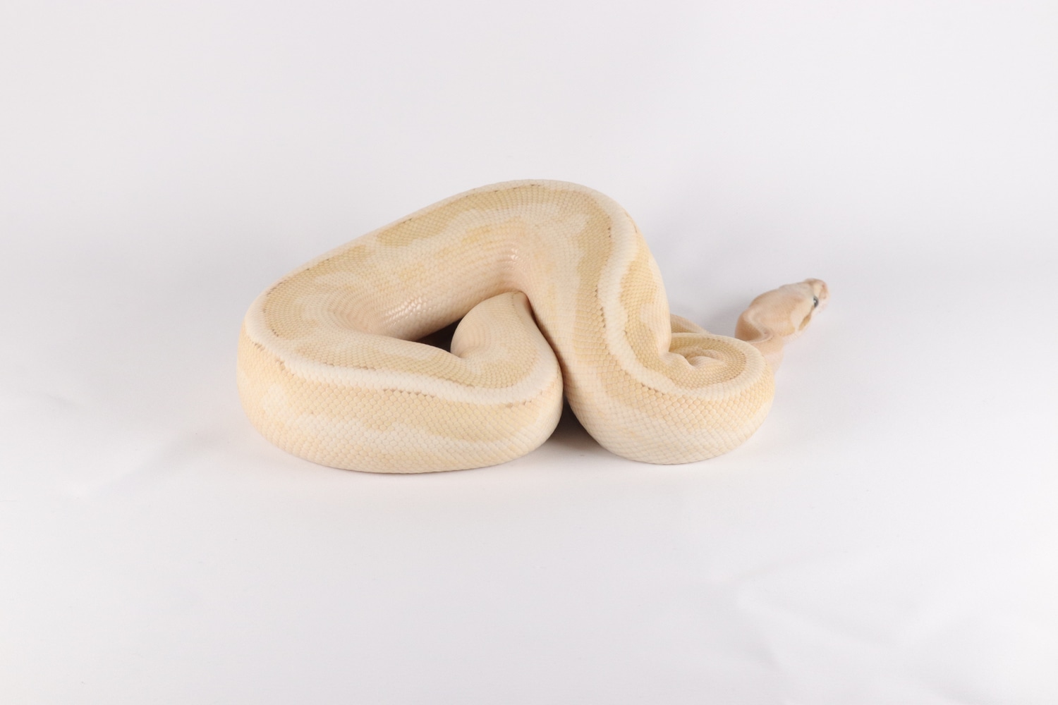 Vanilla Fire Super Spector Lesser Ball Python by Southern Star Reptiles ...