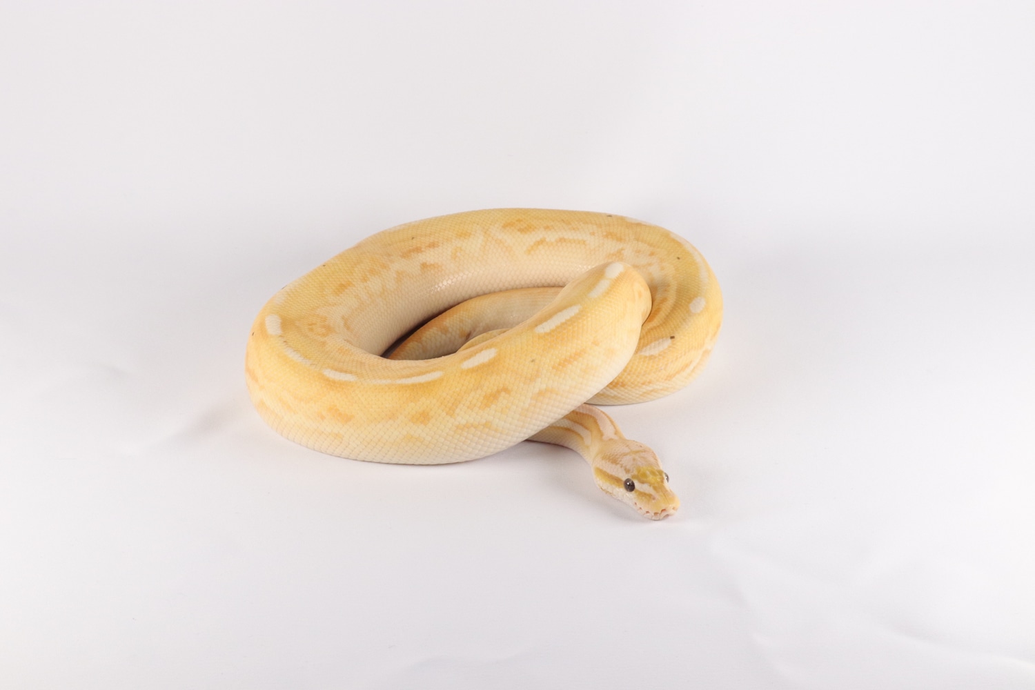 Pastel Bongo Cinnamon Mystic Enchi Banana Yellow Belly Ball Python by ...