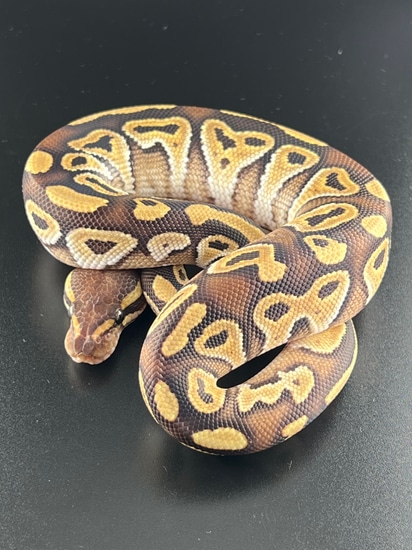 Mystic OD Het Monarch Ball Python by Southern Star Reptiles