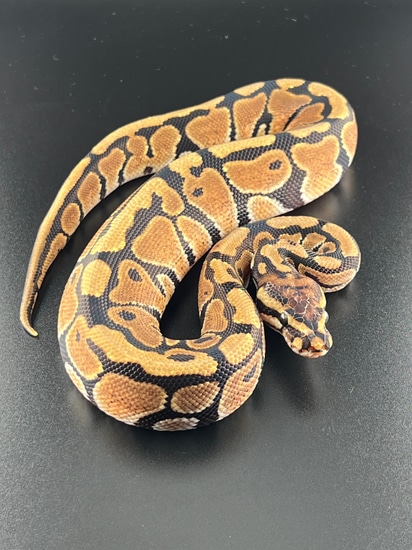 Spotnose Het Ultramel Ball Python by Southern Star Reptiles