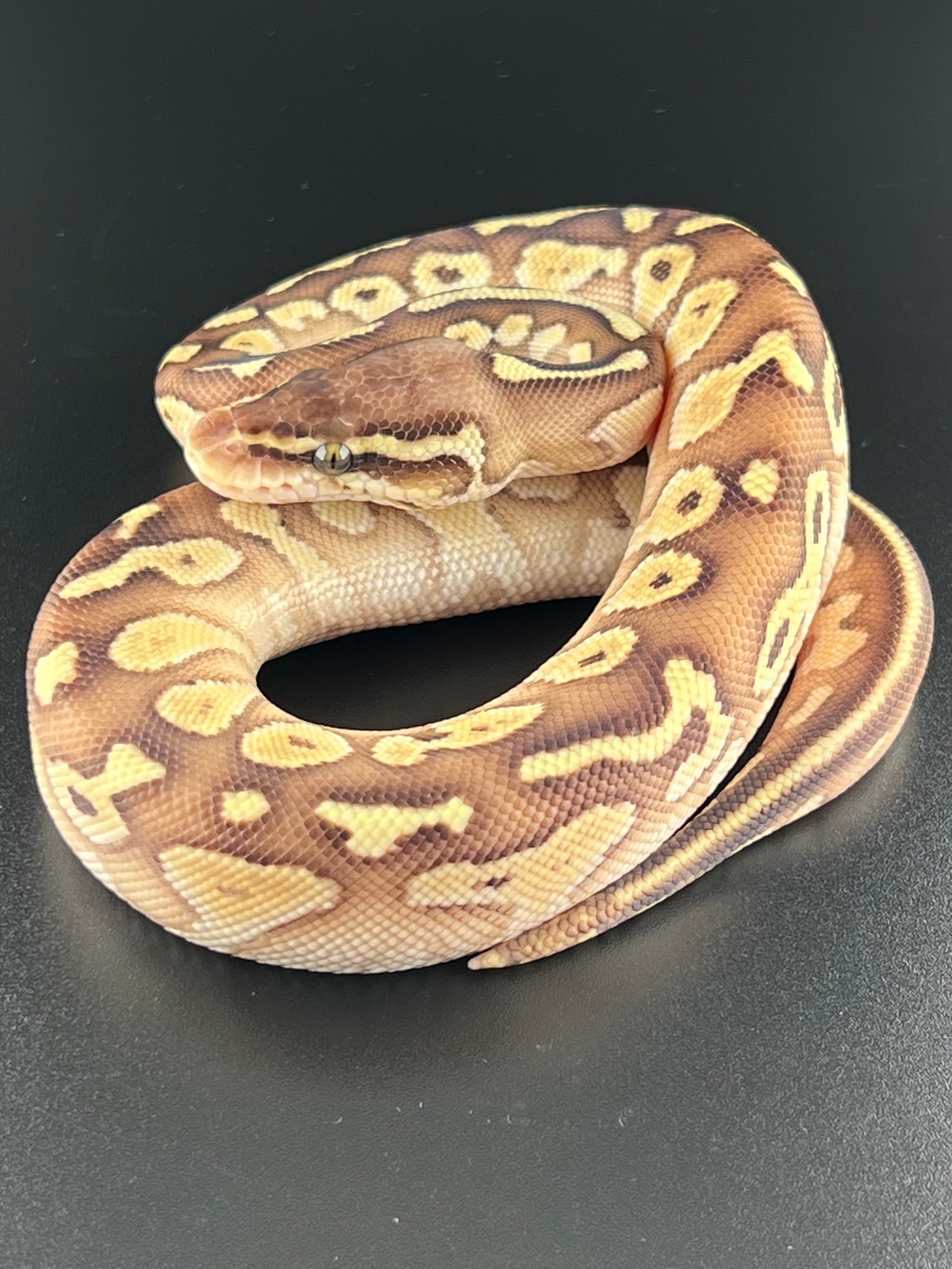 Pastel Lesser Het Monarch Ball Python by Southern Star Reptiles ...