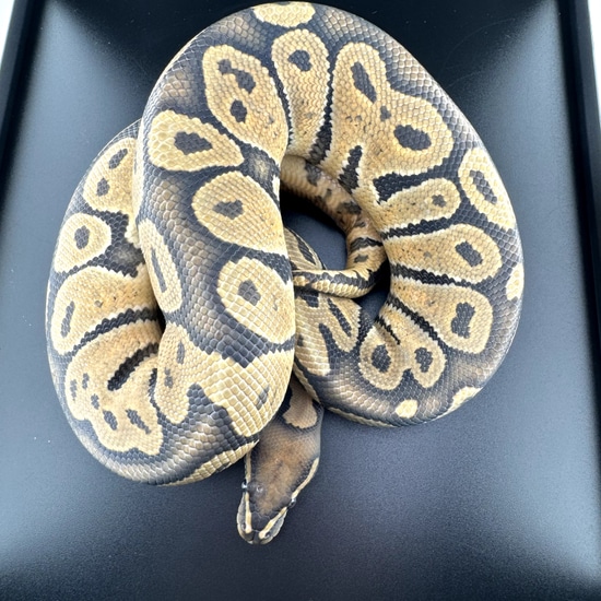 Mahogany Hypo Ball Python by Southern Star Reptiles