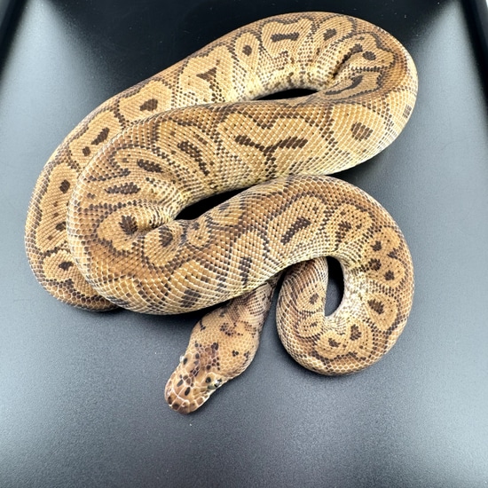 Hidden Gene Woma Lace Black Back Clown Ball Python by Southern Star ...