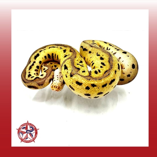 Pastel Fire Spotnose Leopard Clown Ball Python by Southern Star Reptiles