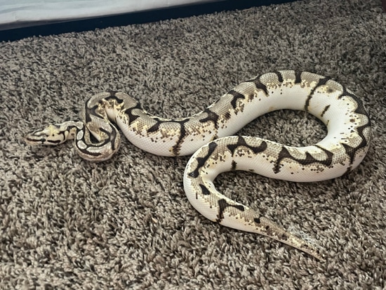 Fire Bumblebee Calico Ball Python by Southy’s Reptiles