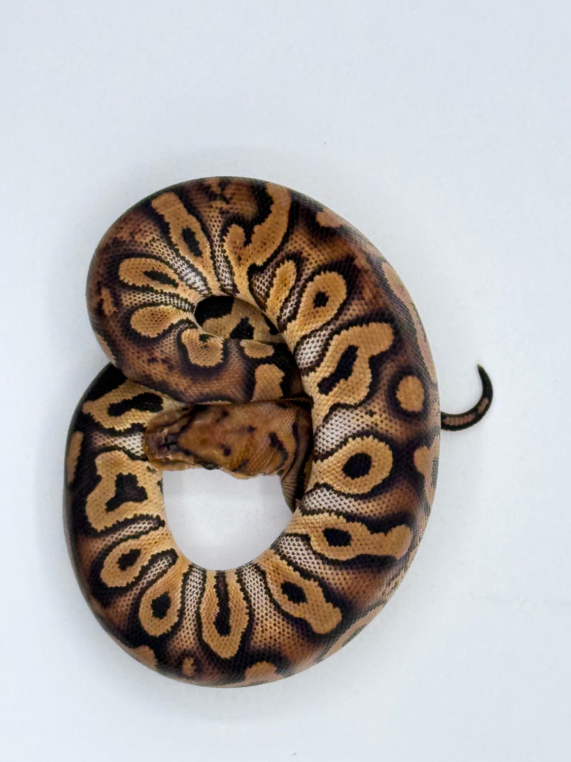 Stranger Clown Ball Python by South Florida Morphs - MorphMarket