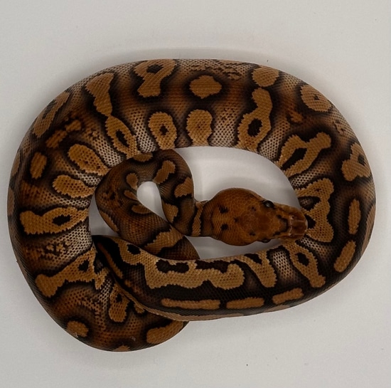Stranger Clown 415 Grams Ball Python by South Florida Morphs