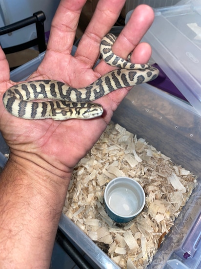 Jungle Jag Carpet Python Jungle Carpet Python by SouthShore Exotics