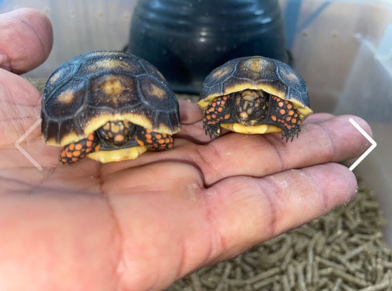 Red-Footed Tortoise Hatchlings by SouthShore Exotics