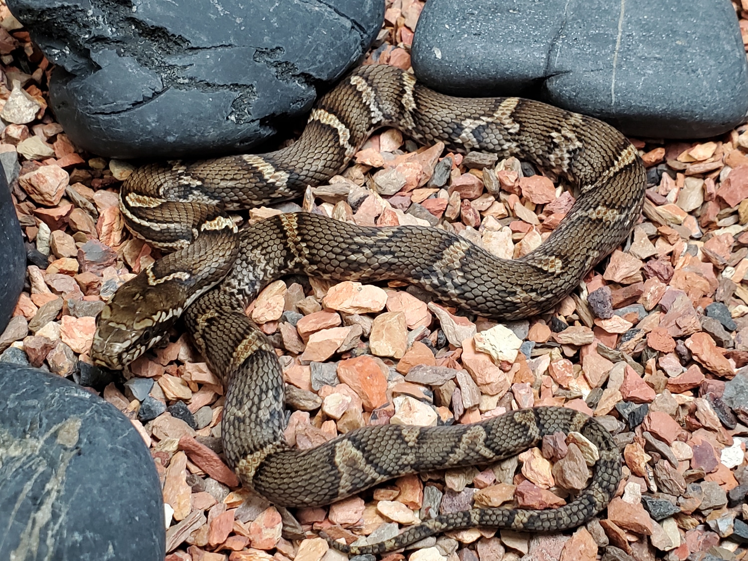 Russian Rat Snakes. 2022 Hatchlings. Other Rat Snake by South Shore ...