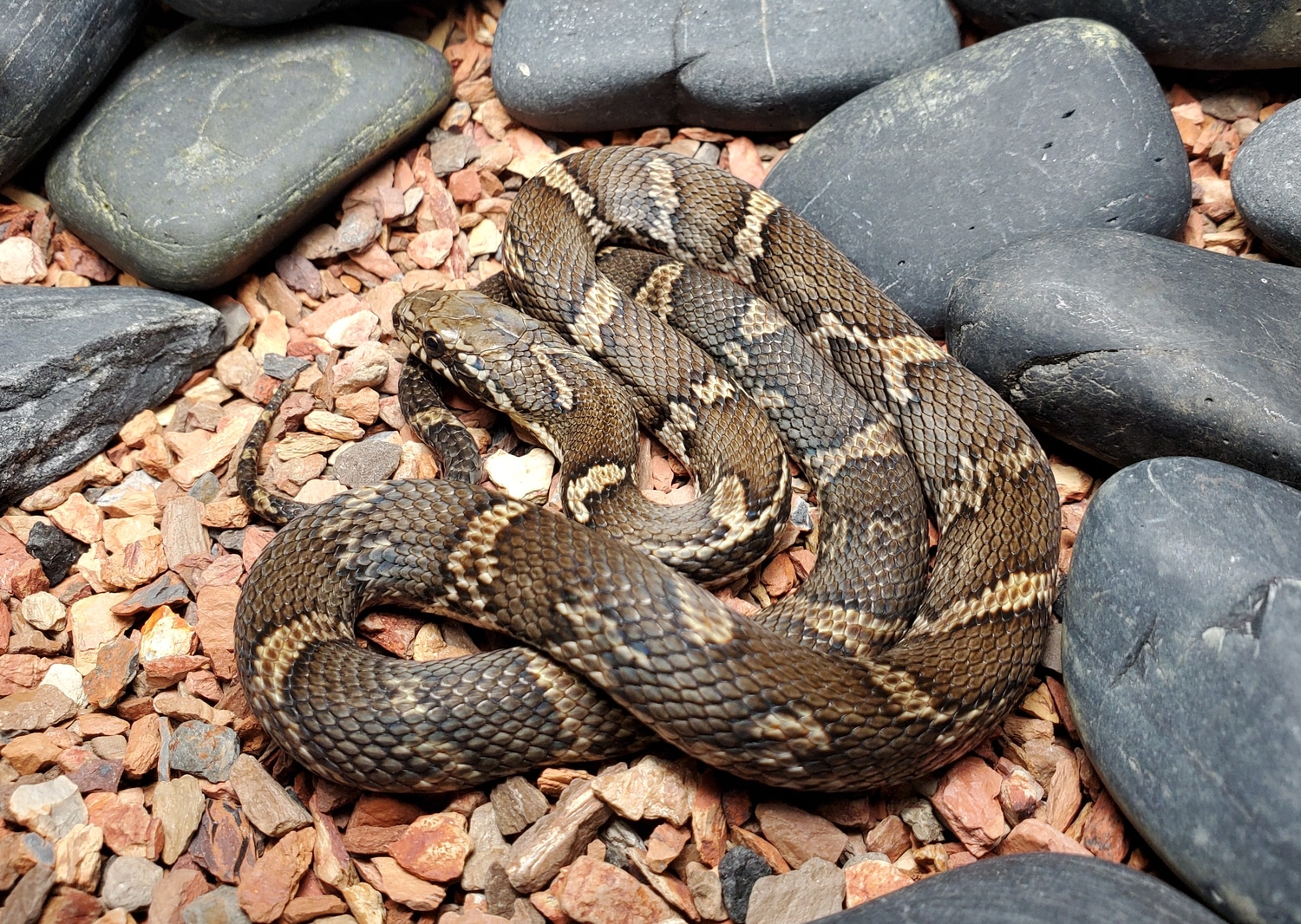 Russian Ratsnake Other Rat Snake by South Shore Herpetological ...