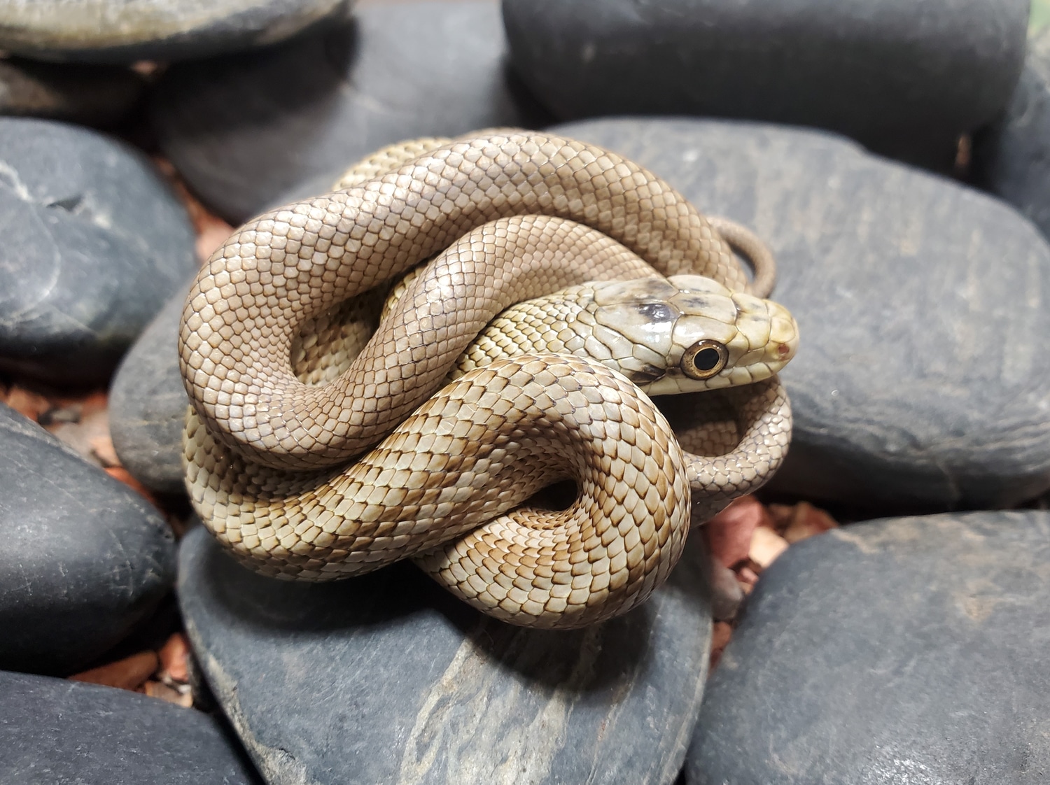 Amelanistic X Patternless Japanese Ratsnake Other Rat Snake by South ...