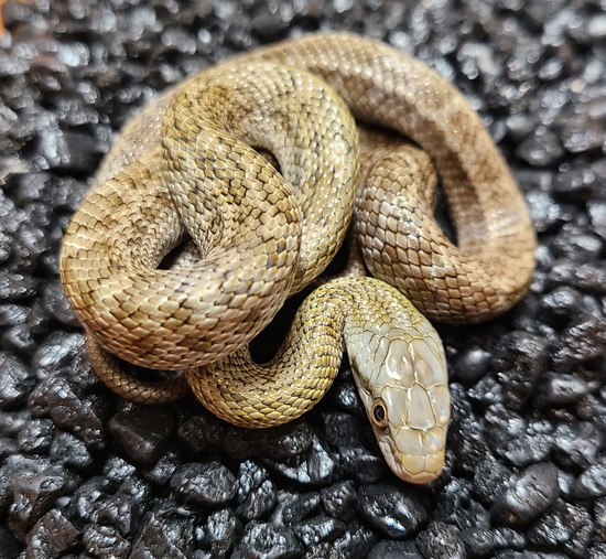 Kunashir Island Rat Snake Other Rat Snake by South Shore Herpetological