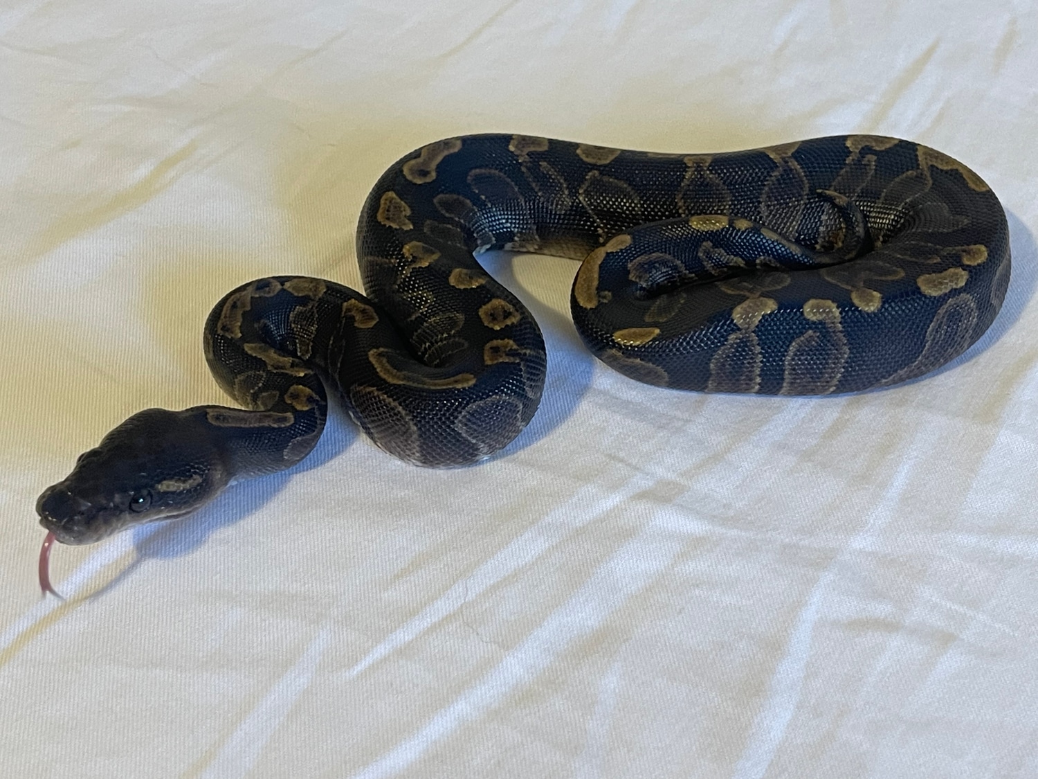 Ghi Mahogany Ball Python by Southwest Reptiles LLC - MorphMarket
