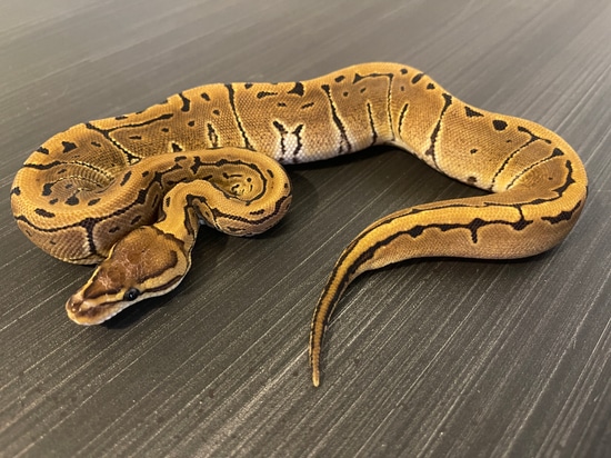 Pinstripe Scaleless Head Ball Python by Southwest Reptiles LLC