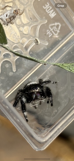 Regal Jumping Spider Adult (Coco) SENIOR CITIZEN by Space4Spoods