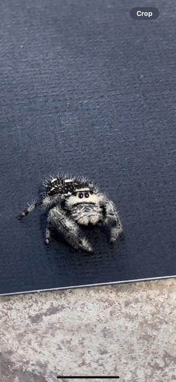 Regal Jumping Spider (Amber) by Space4Spoods