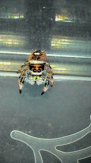 Regal Jumping Spider (June) by Space4Spoods