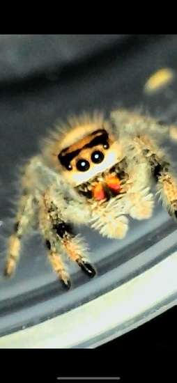 Regal Jumping Spider (Tinkerbell) by Space4Spoods