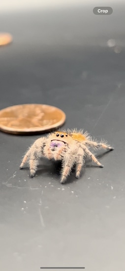 Xl Regal Jumping Spider I7 (Amber) by Space4Spoods