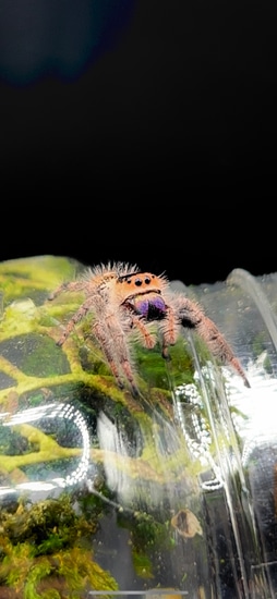 Regal Jumping Spider (Boba) by Space4Spoods