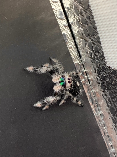 Regal Jumping Spider White Recessive (Oreo) by Space4Spoods