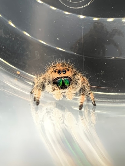 Regal Jumping Spider (Sprite) by Space4Spoods