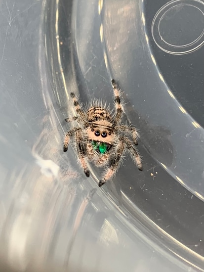 Regal Jumping Spider (Pickles) by Space4Spoods