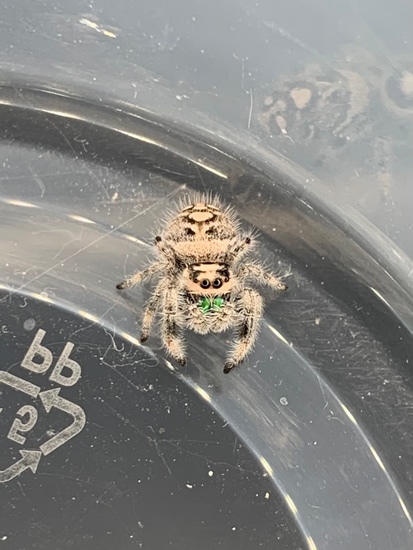 Regal Jumping Spider (Churro) by Space4Spoods
