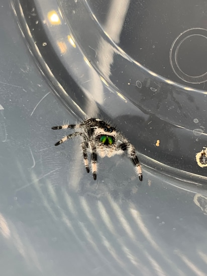Regal Jumping Spider (Spinach) by Space4Spoods