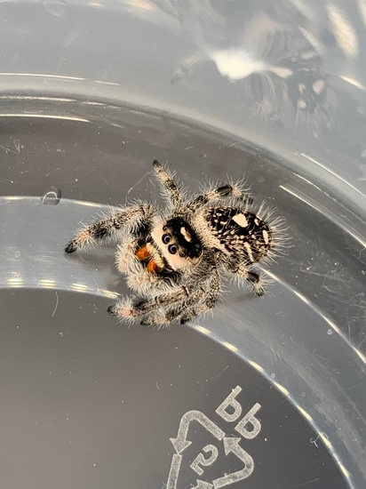 Regal Jumping Spider (Copper) by Space4Spoods