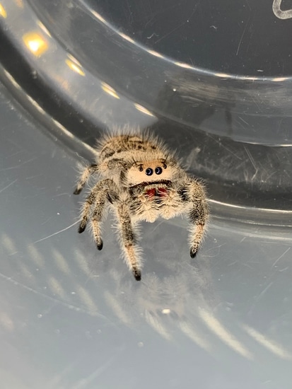 Regal Jumping Spider (Pepperoni) by Space4Spoods