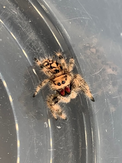 Regal Jumping Spider (Maroon) by Space4Spoods