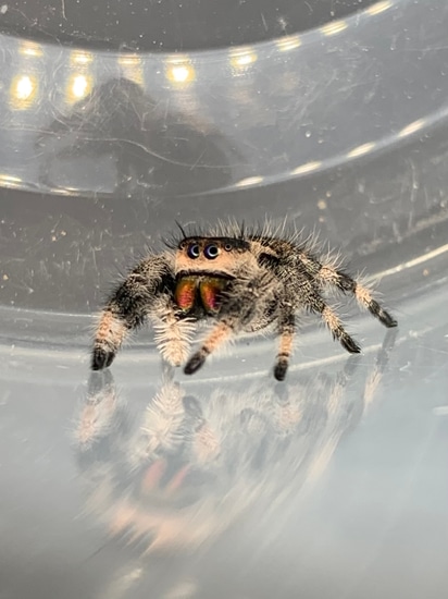 Regal Jumping Spider (Mini) by Space4Spoods