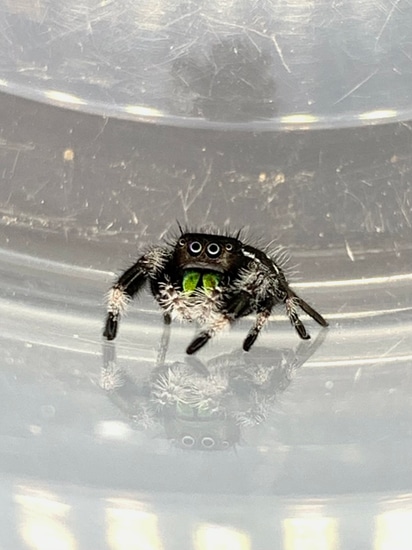 Regal Jumping Spider (Milk Dud) by Space4Spoods