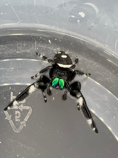 Regal Jumping Spider (Falcon) by Space4Spoods