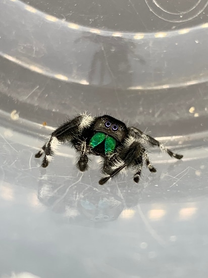 Regal Jumping Spider (George) by Space4Spoods