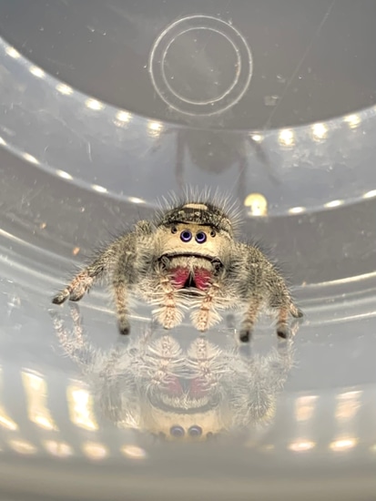 Gravid Regal Jumping Spider (Barbie) by Space4Spoods