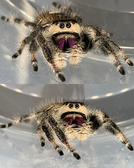 GRAVID Regal Jumping Spider (Snickers) by Space4Spoods
