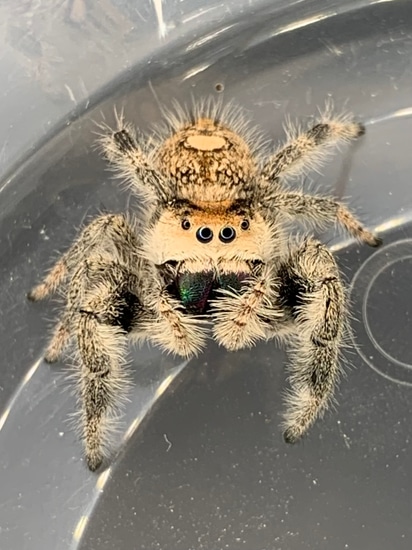 GRAVID Regal Jumping Spider (Summer) by Space4Spoods