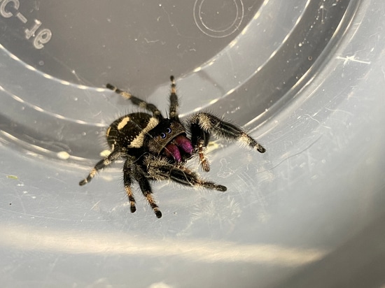 GRAVID XL Jumping Spider (Momma) by Space4Spoods