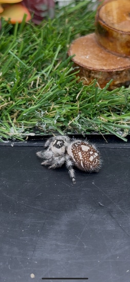 GRAVID Regal Jumping Spider (LILO) by Space4Spoods