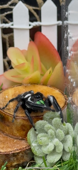 High White Goliath Male Jumping Spider (Thor) by Space4Spoods